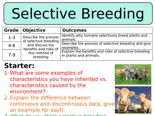 New Aqa Gcse Trilogy 2016 Biology Selective Breeding Teaching