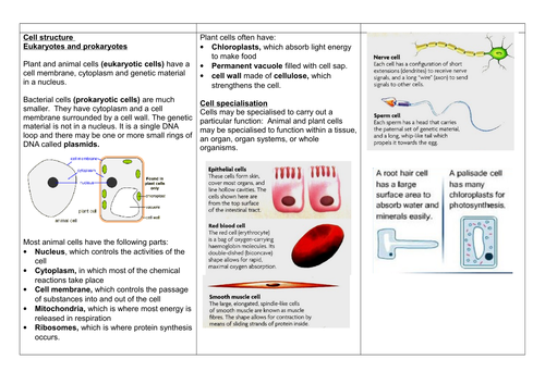 Aqa 9 1 Gcse Biology Paper One Knowledge Organiser Cell Biology