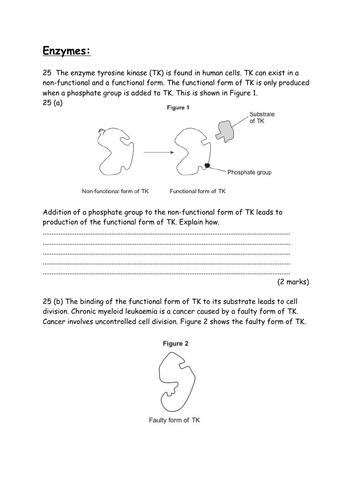 Aqa A Level Biology Enzymes Exam Question Bank Teaching Resources