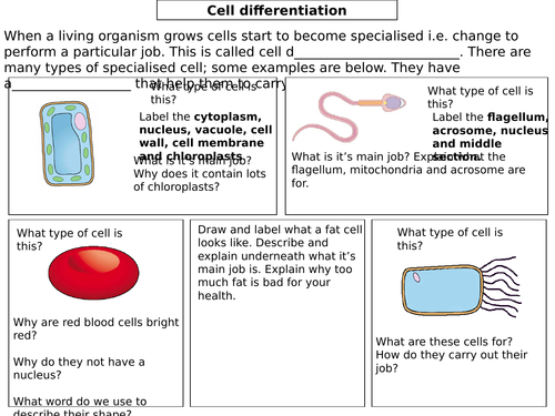 Cell Differentiation A3 Sheet Teaching Resources