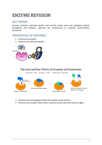 Gcse Biology Edexcel Enzymes Teaching Resources