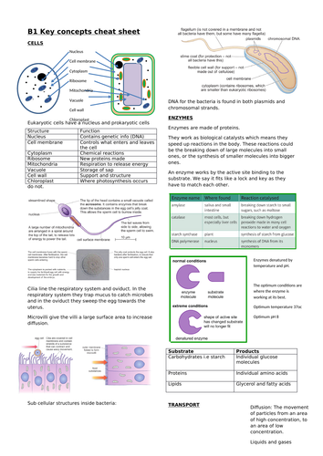 Edexcel Biology B1 Key Concepts Revision Teaching Resources