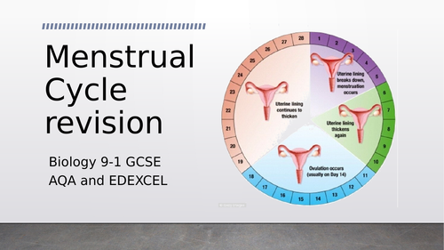 Biology Menstrual Cycle Revision For Aqa And Edexcel Practise