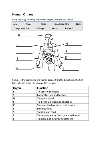 Human Organs Worksheet Sen By Koobear Teaching Resources Tes