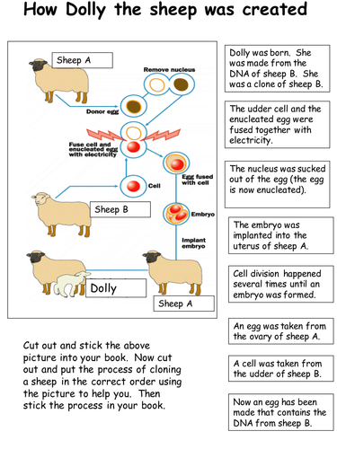 New Aqa Gcse Biology Inheritance Lesson 9 Cloning Teaching Resources