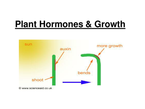 Gcse Plant Hormones And Growth Foundationsen By Jam2015 Teaching