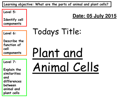 Cells Lesson 2 Plant And Animal Cells Teaching Resources