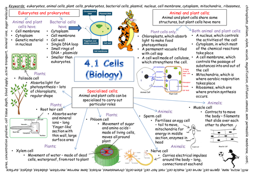 Gcse Biology Revision Resources Tes