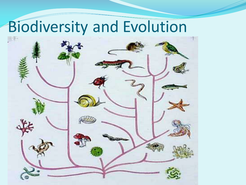 Insects Biodiversity Classification Teaching Resources