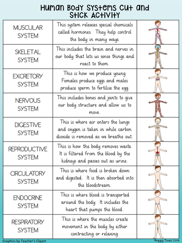 Human Body Systems Cut And Match Activity Teaching Resources