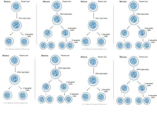 Aqa Gcse Biology 9 1 B131 2 Types Of Reproduction And Cell Division