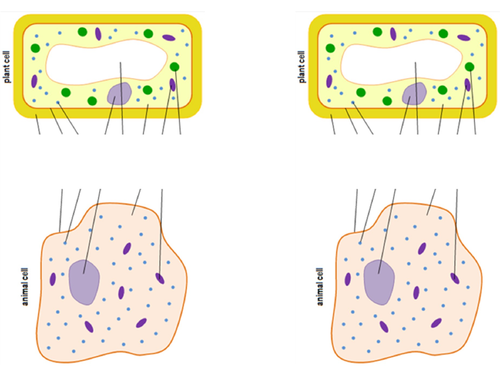 Aqa Gcse Biology 9 1 B12 Animal And Plant Cells Required Practical