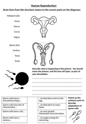 Human Reproduction Worksheet Teaching Resources