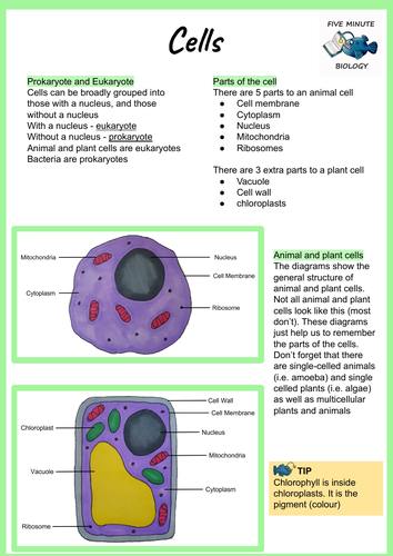 Gcse Aqa Biology Cells Revision Sheet Teaching Resources