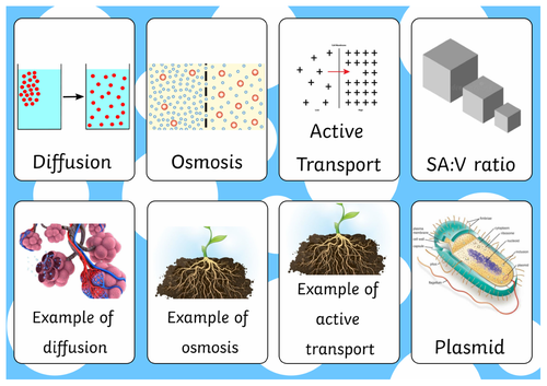 Gcse Biology Flashcards Cell Structure And Transport Teaching Resources