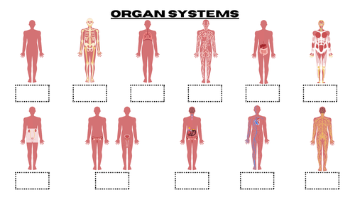 Organ Systems Worksheet Teaching Resources