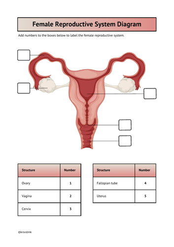 Female Reproductive System Diagram Answer Sheet Included Teaching