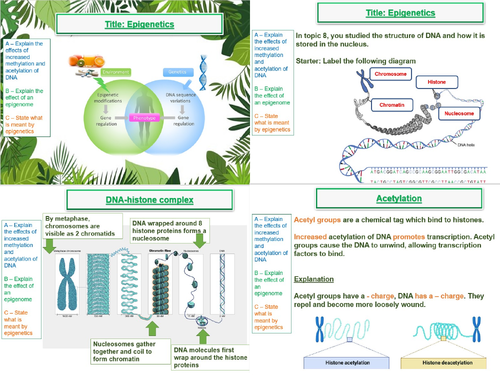 Epigenetic Control Of Gene Expression Aqa A Level Biology 20 Gene