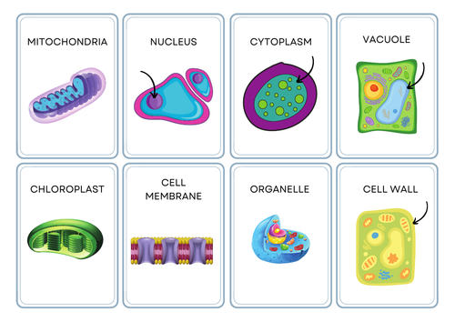 Gcse Cells Biology Flash Revision Cards Teaching Resources