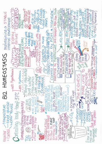 B12 Homeostasis One Page Revision Summary Aqa Gcse Biology 9 1