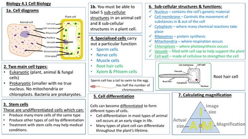 Aqa Ks4 Unit B41 Cell Biology Knowledge Organiser Revision Mat