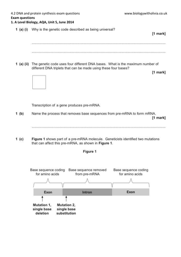 42 Dna And Protein Synthesis Transcription And Translation Exam