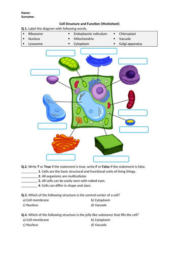 Cell Structure And Function Worksheet Printable And Distance