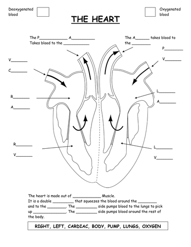 Label The Heart Diagram Worksheet Answers