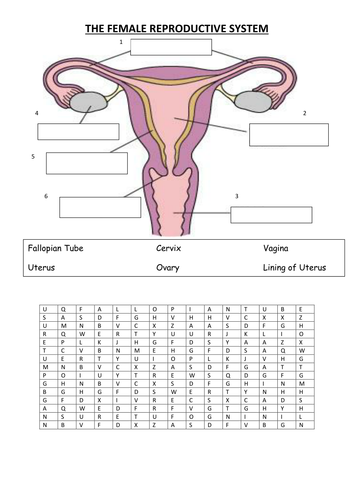 Female Reproductive System Diagram Ks3