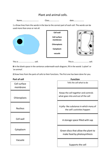 Plant And Animal Cell Worksheet By Rosie1999 Teaching Resources Tes