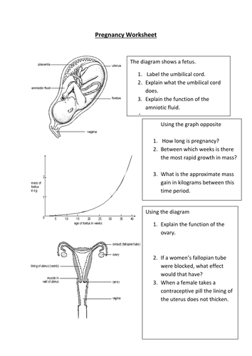 Questions On Pregnancy Reproduction Teaching Resources