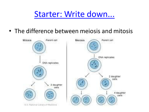 Sex Cells Structure By Rebs Langdon Uk Teaching Resources Tes Free