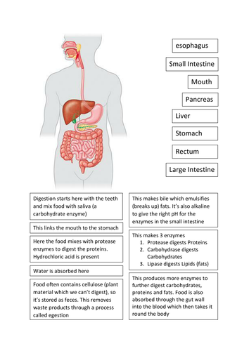 Ks3 Digestive System Cut And Stick Teaching Resources