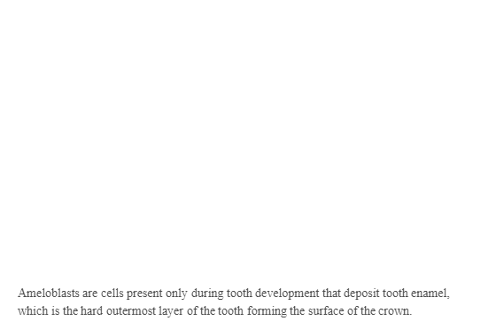 The Layer Of Cells That Secrete Enamel Of Tooth Is