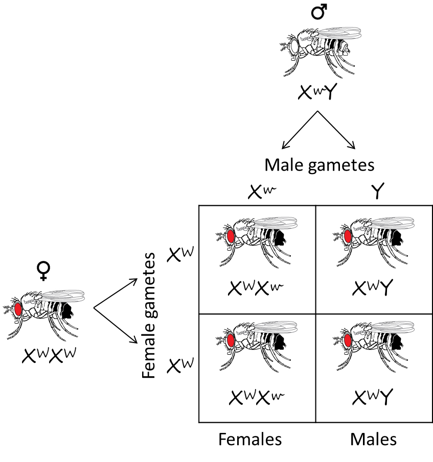 In Drosophila Sex Is Determined By