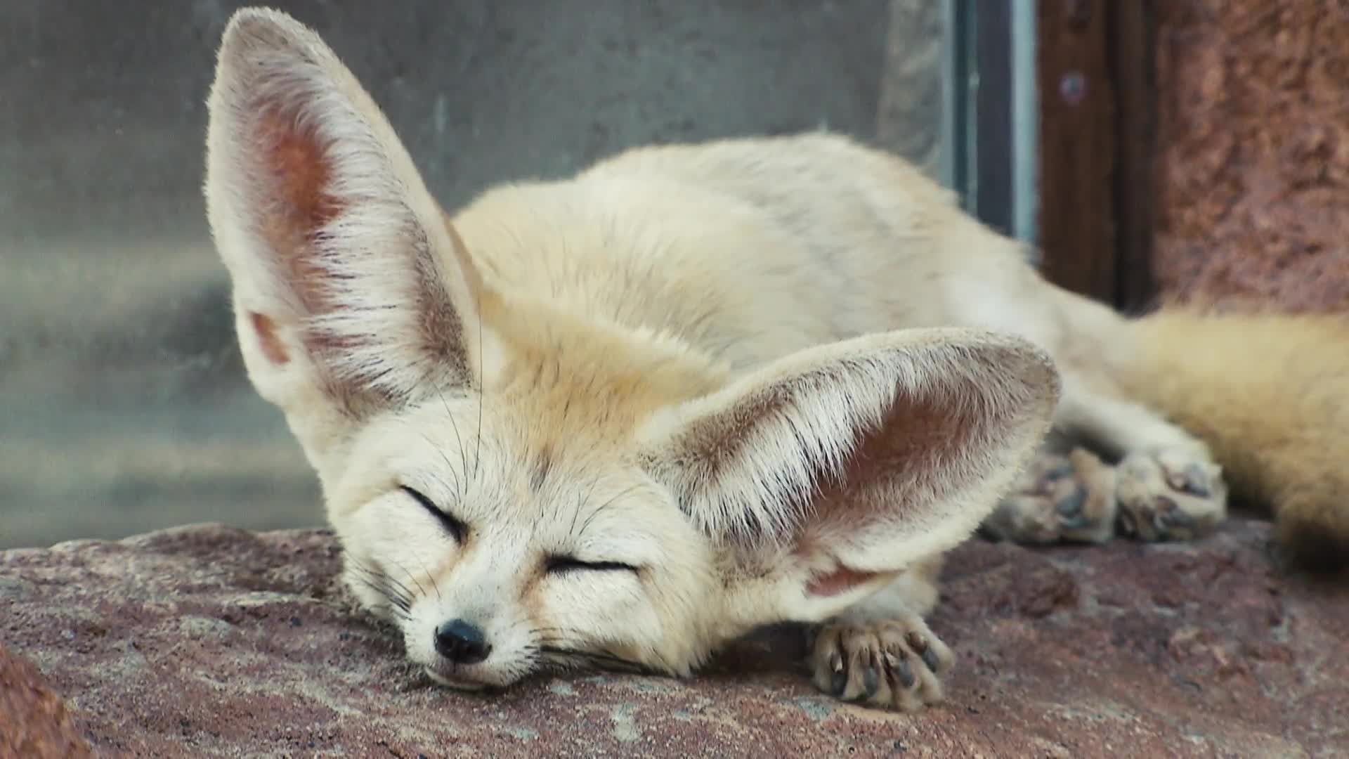 Watch Absurd Creatures The Fennec Fox And Its Giant Ears Are Too Cute