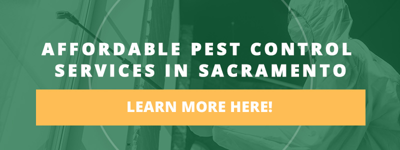 Why Pharmaceutical Pest Control In Sacramento Is So Important