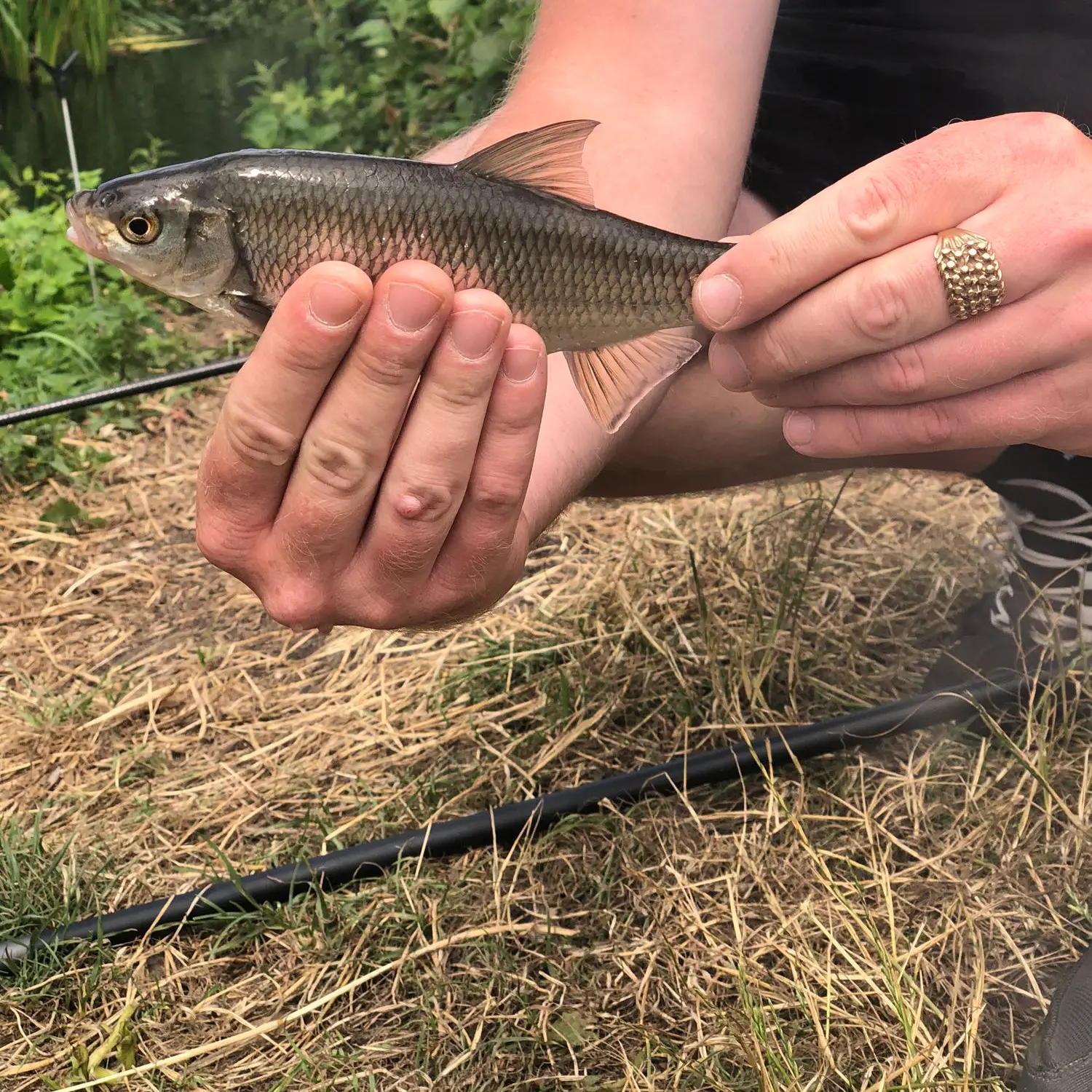 River Darent Fishing Reports🎣• England United Kingdom Fishing