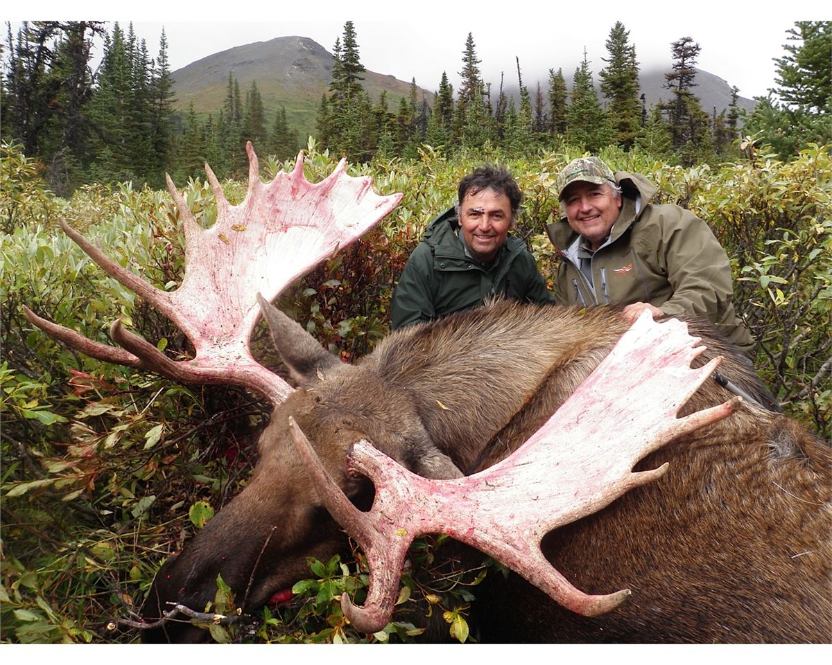 10 Day Canadian Moose Hunt For One Hunter In British Columbia