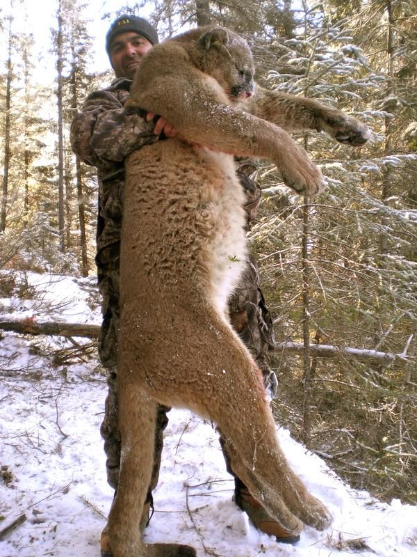 6 Day British Columbia Mountain Lion Hunt For Two Hunters Safari Club