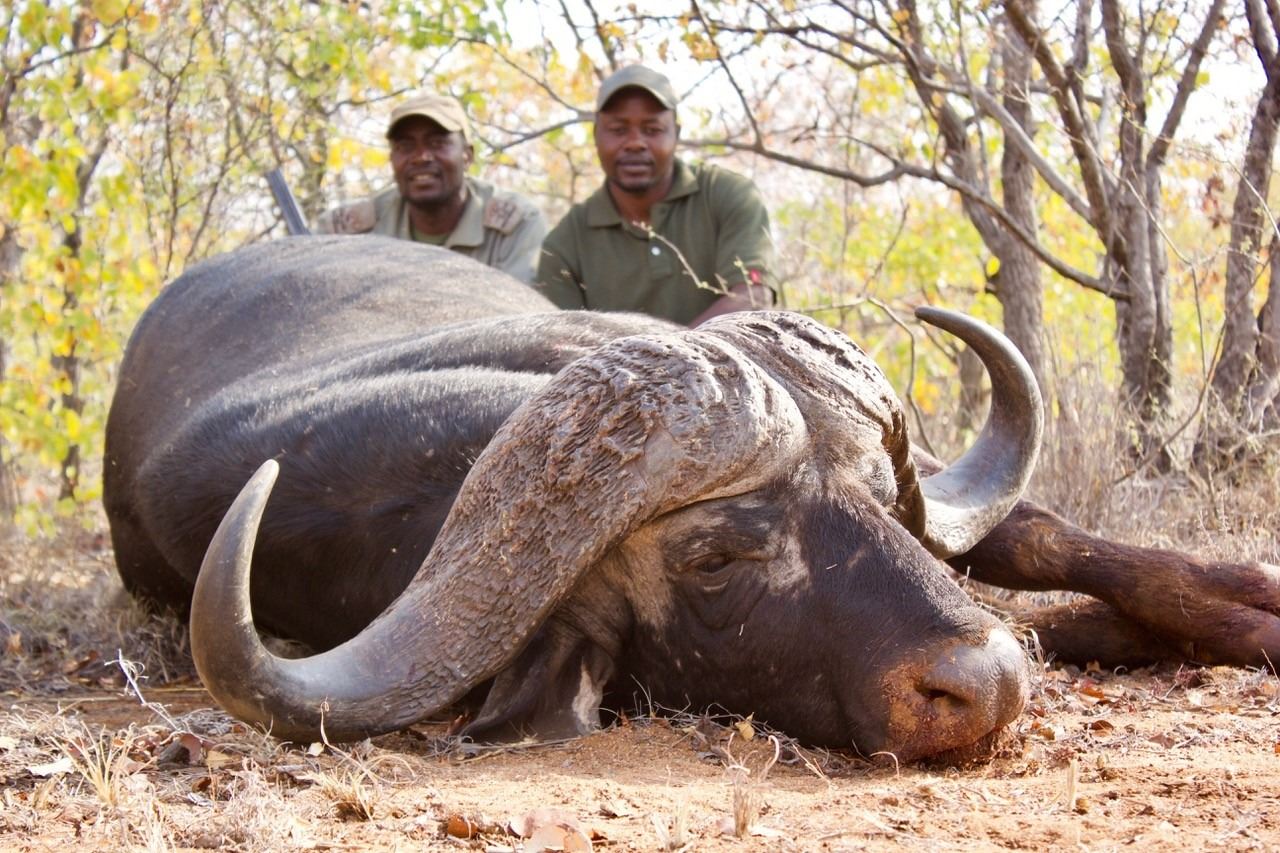 7 Day Cape Buffalo Hunt For One Hunter In Mozambique Includes Trophy