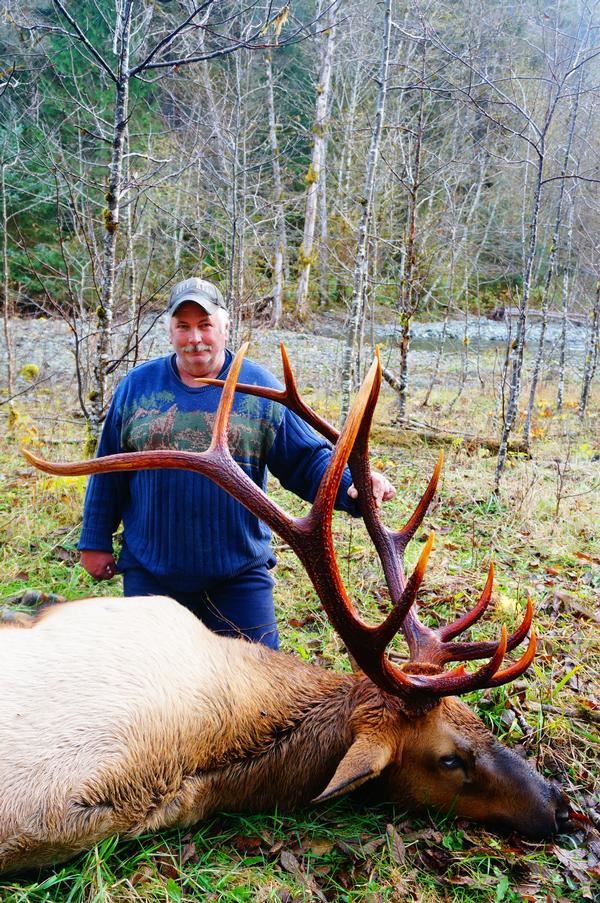 7 Day British Columbia Vancouver Island Roosevelt Elk Hunt For One Hunter