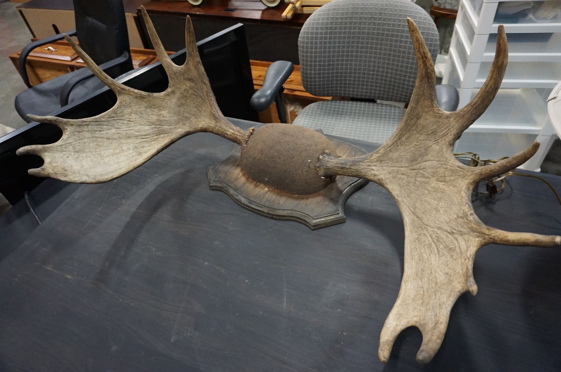 Mounted Moose Antlers