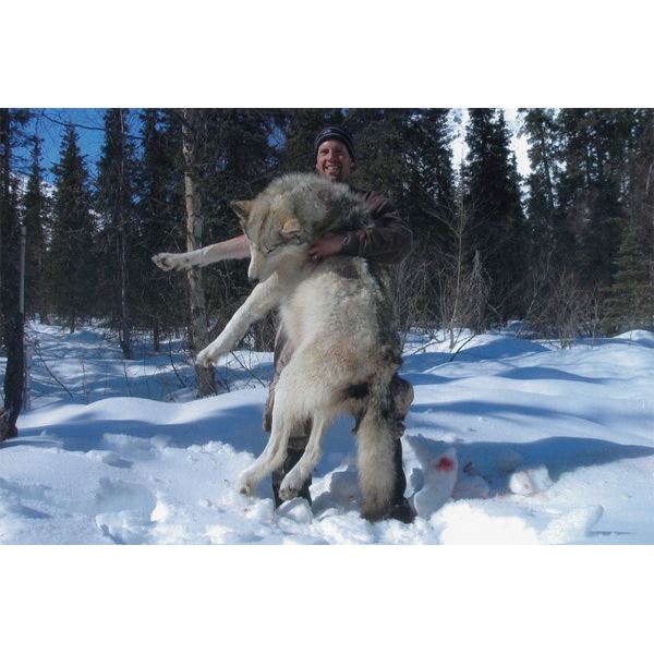 Jds Kniktuk 7 Day Wolf Hunt For One Hunter In Alaska