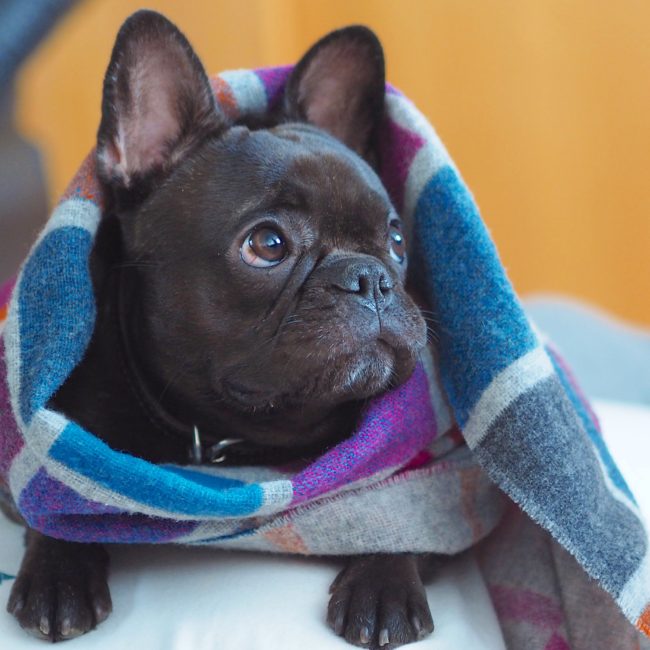 The 6 Best Things About Frenchies Sonderlives