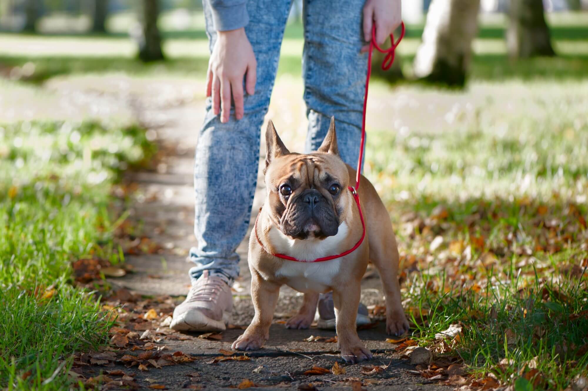 9 Reasons Why Everyone Loves A Frenchie Sonderlives