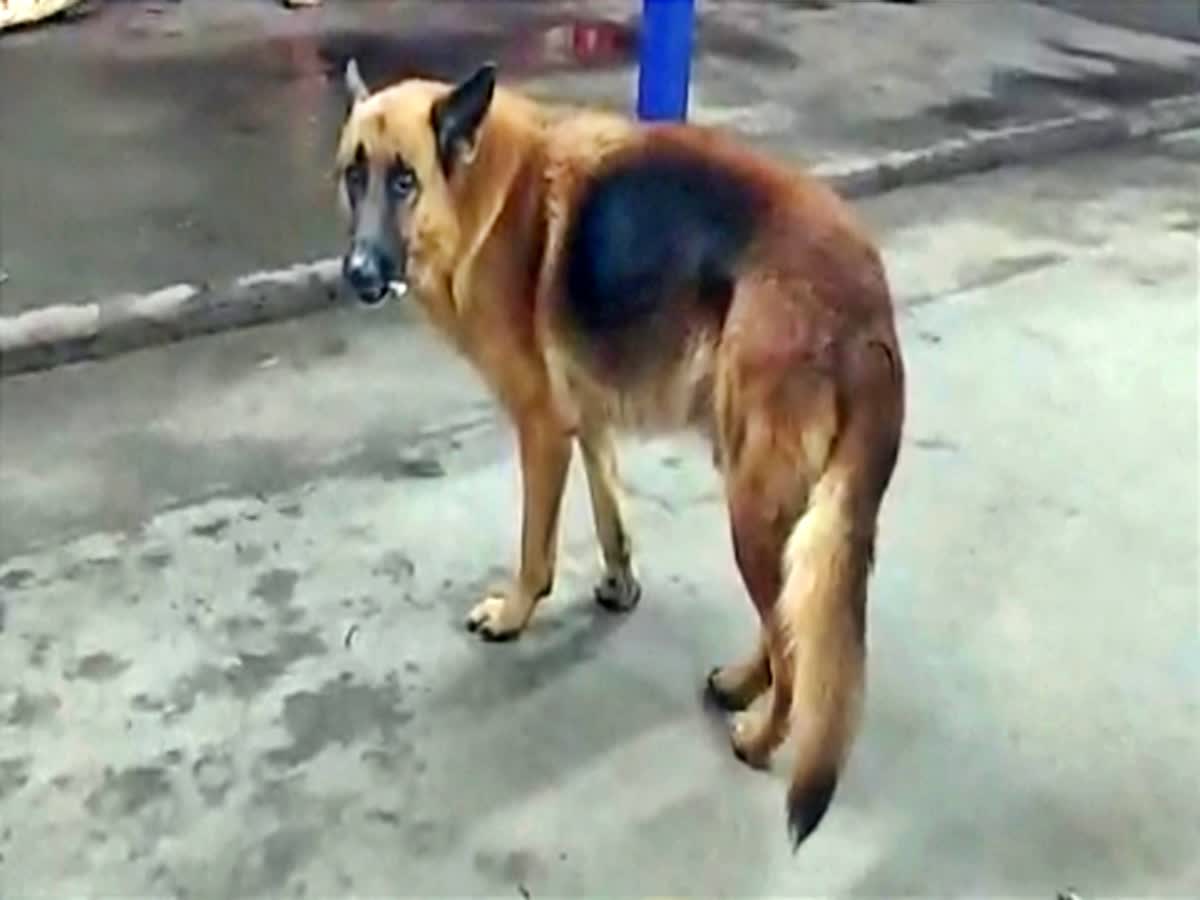 Man Booked For Brutally Beating Dog With Belt At Haryanas Rohtak Man