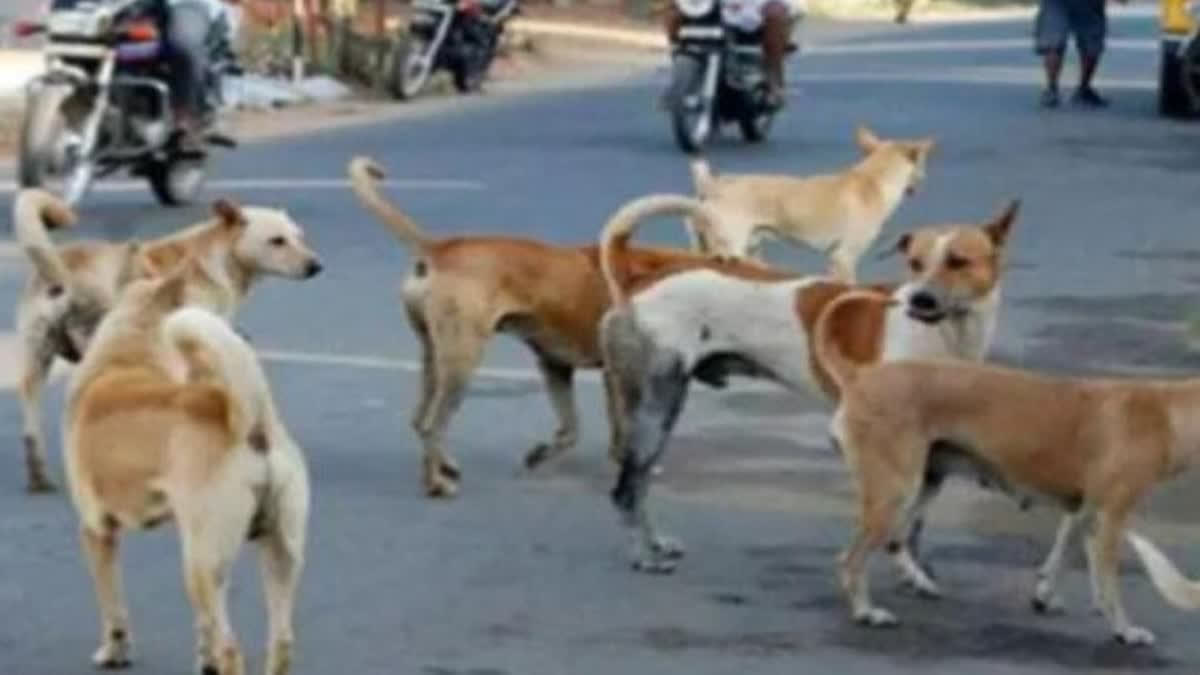 Stray Dog Attacks Continue In Kerala As Systemic Solutions Are Ignored