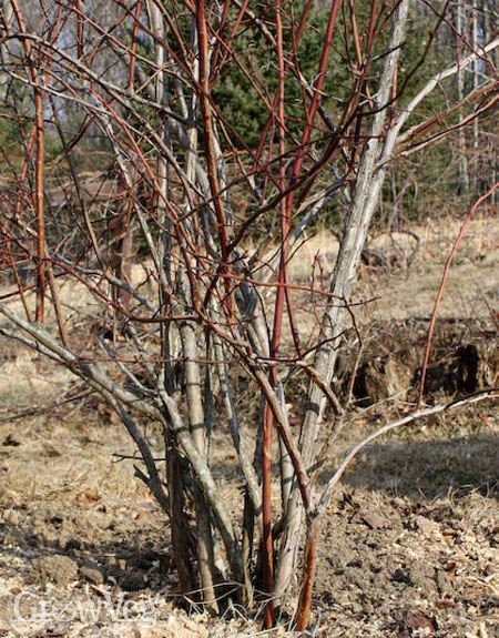 How To Prune Blueberry Bushes