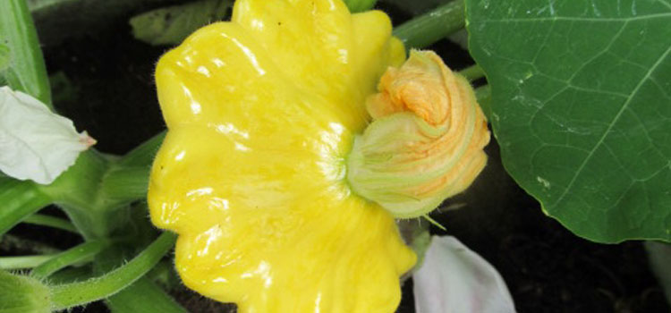 Mixing Up Summer Squash